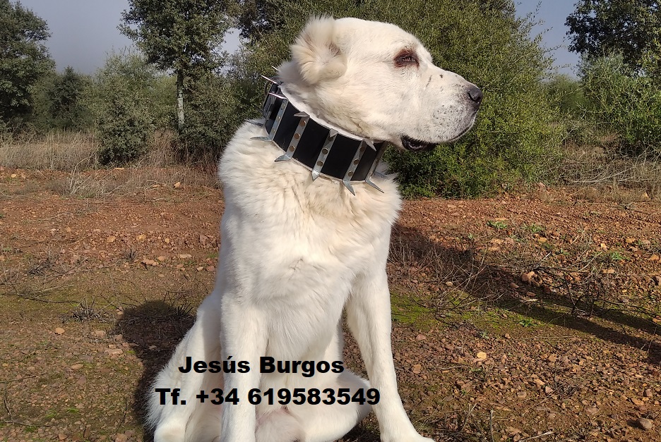 PERROS de los hierros – KANGAL TURCO ALABAI (Asia Central) MASTIN ...